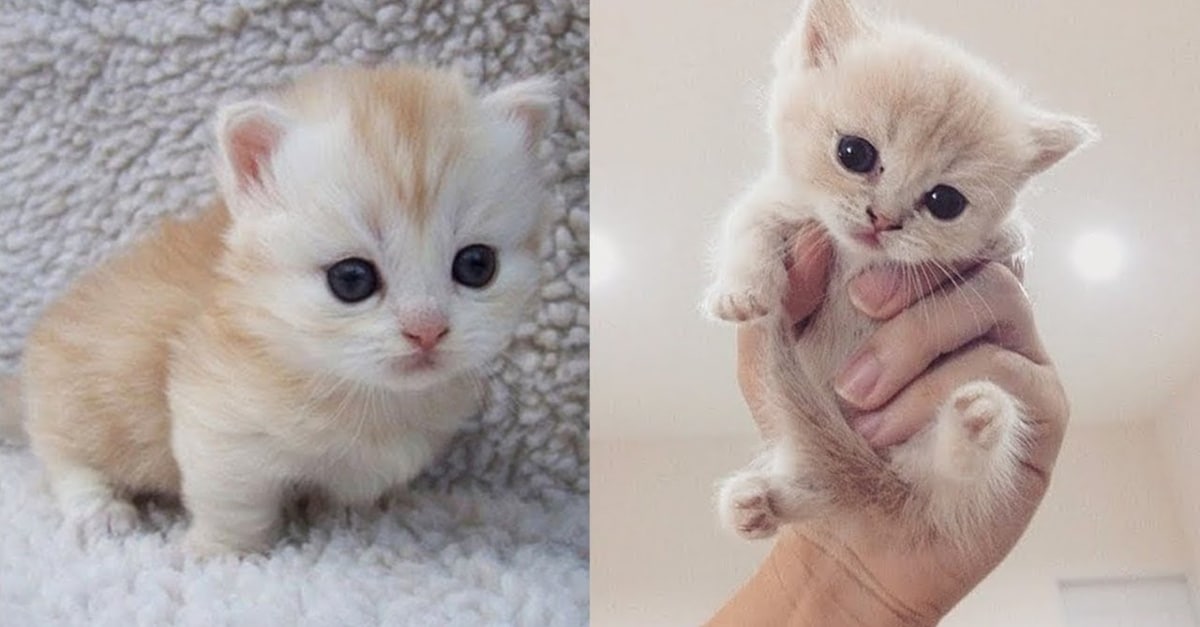 35 Surprising Facts Every Cat Owner Must Know