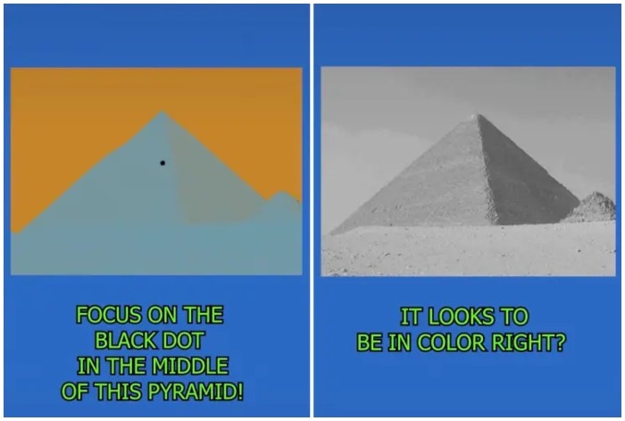 25 Optical Illusions That Are Driving the Internet Mad – avocadoposts